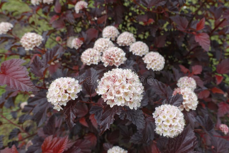 Flowering Purple-leaved Physocarpus Opulifolius in May Stock Photo ...