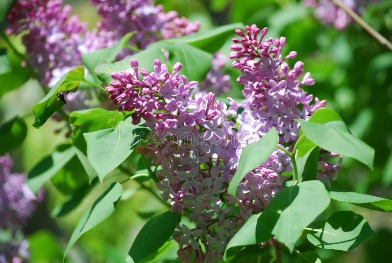 Flowering Purple Lilac Bush in Bloom Stock Image - Image of flowering ...