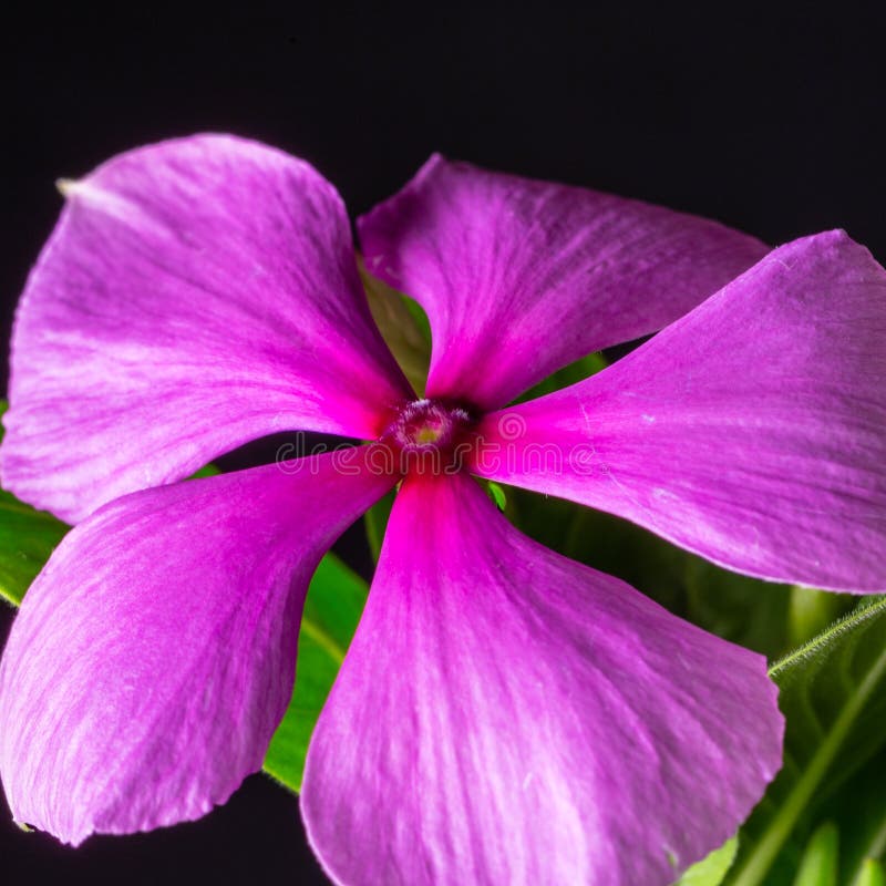 Flowering Purple Vinca Blossom Macro Stock Image - Image of green ...