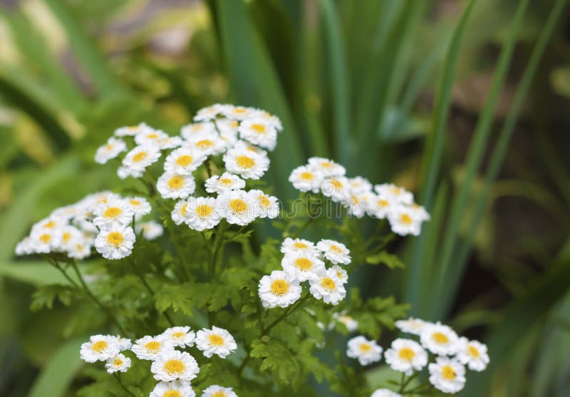 Flowering Pyrethrum Closeup Stock Photo - Image of pyrethrum ...