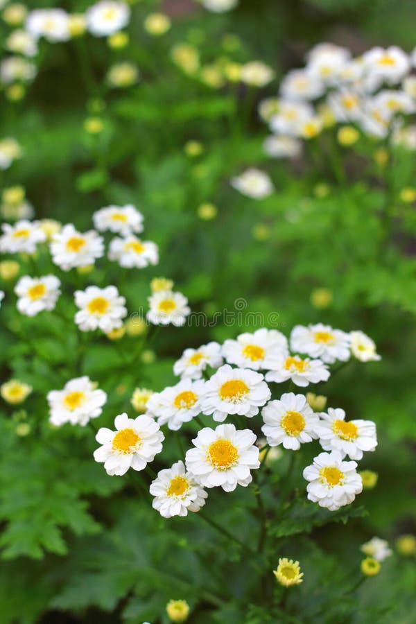 Flowering Pyrethrum Closeup with Goldsmith Beetle Stock Photo - Image ...