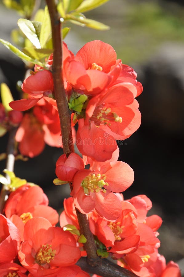 Flowering quince blossoms stock image. Image of plant - 24730297