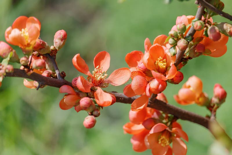 Red Flowering Quince Branches Stock Image - Image of quince, blossom ...