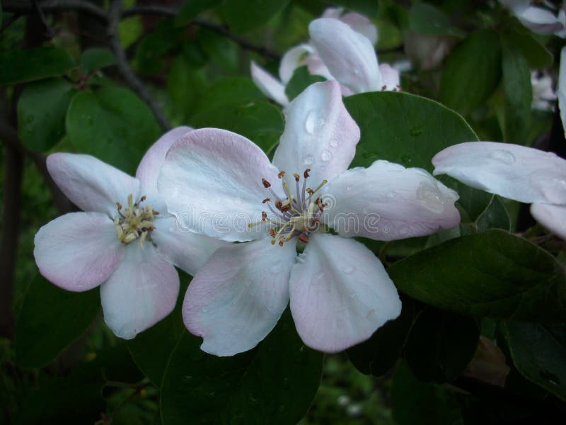 Flowering quince stock photo. Image of spring, branch - 84650298