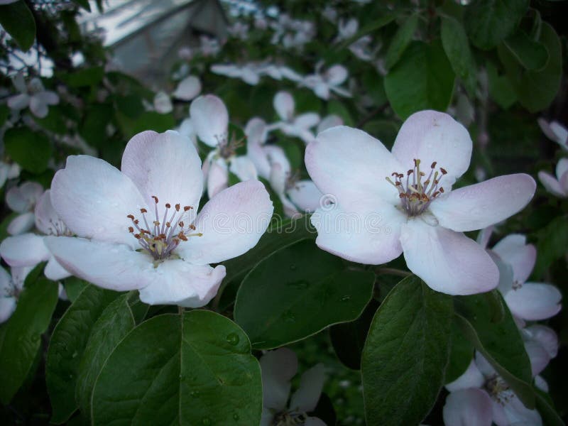 Flowering quince stock image. Image of bright, green - 84651621