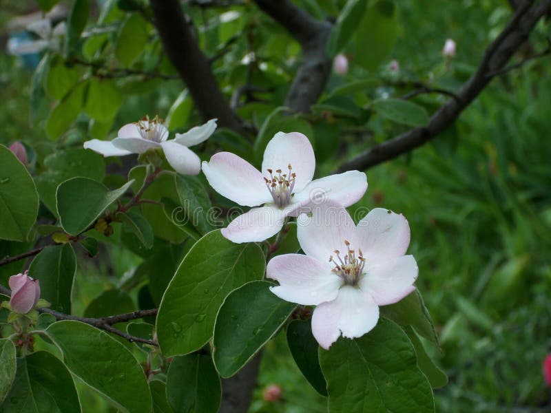 Flowering quince stock photo. Image of flowering, shot - 84654496