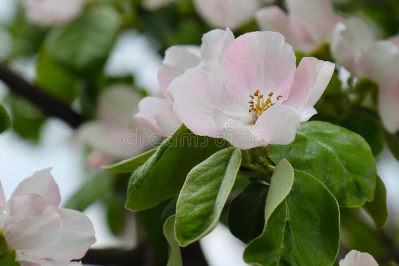 Flowering Quince Fruit Tree Stock Photo - Image of leaves, flowers ...