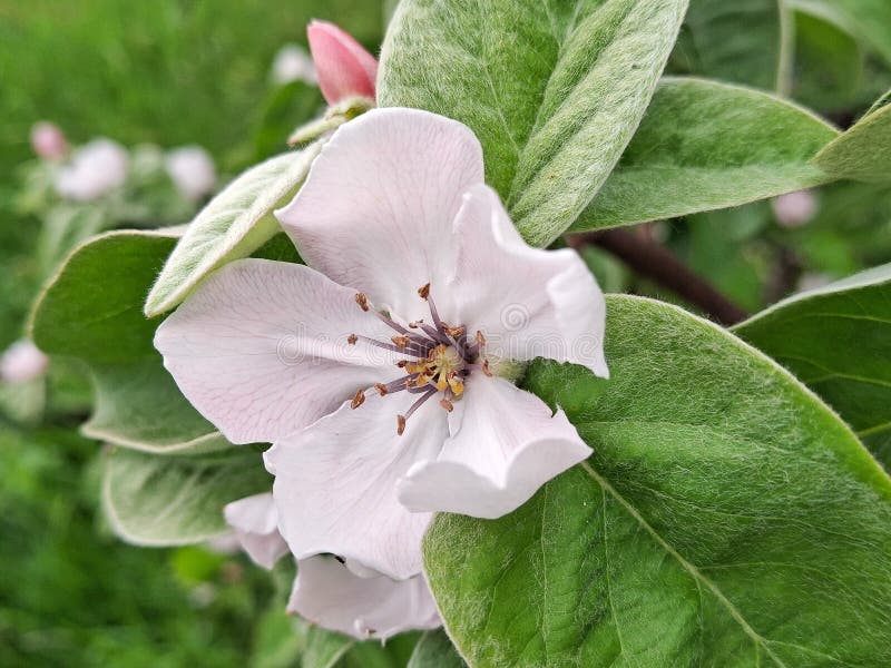 Flowering Quince Tree in the Spring. Cydonia Oblonga Stock Photo ...