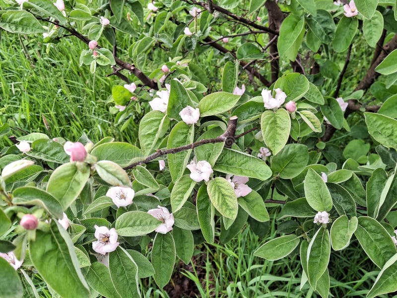 Flowering Quince Tree in the Spring. Cydonia Oblonga Stock Image ...