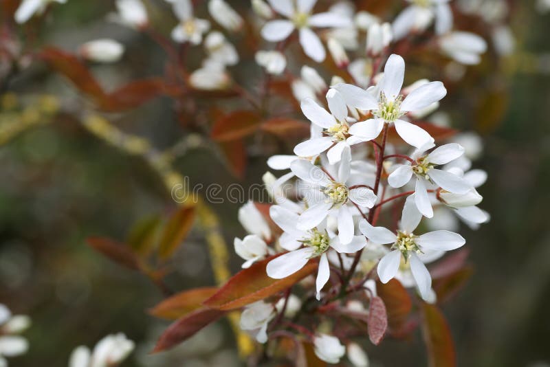 Flowering raisin tree stock photo. Image of flowers, spring - 30912264