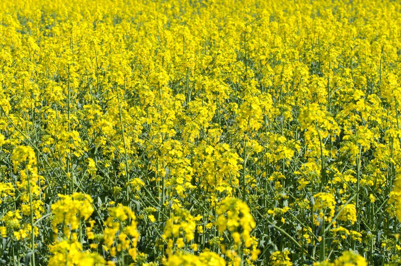 Flowering rapeseed stock image. Image of growth, green - 24568555