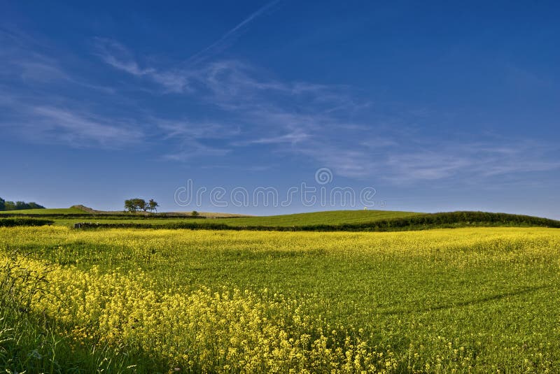 Flowering rapeseed field stock photo. Image of yellow - 9806134
