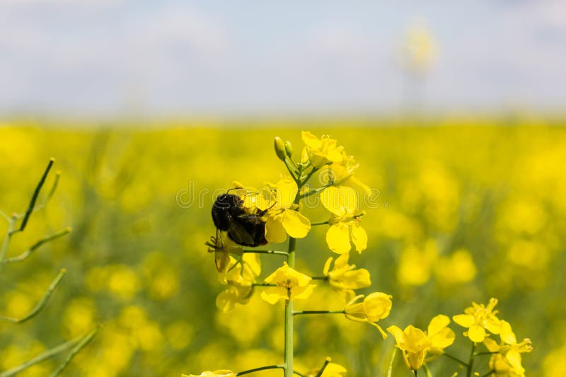 Flowering Rapeseed in a Field. Cultivation of Breeding Varieties of ...