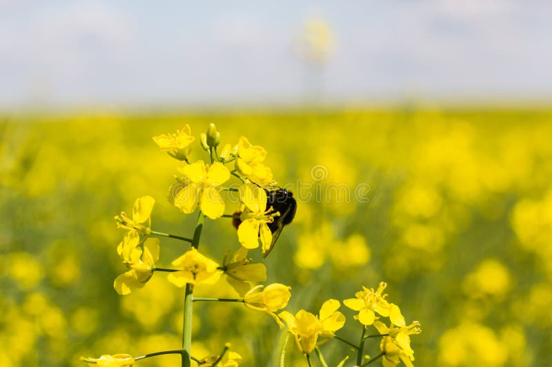 Flowering Rapeseed in a Field. Cultivation of Breeding Varieties of ...
