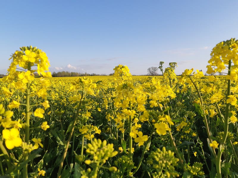 Flowering rapeseed field stock photo. Image of latvianature - 182504136