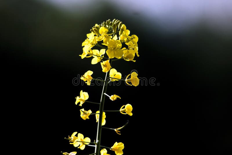 Flowering Rapeseed Flofers and Rapeseed Field in Spring in May Stock ...
