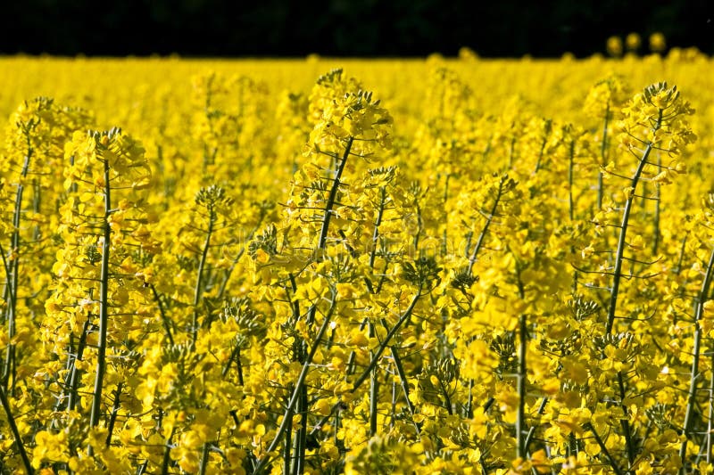 Flowering Rapeseed Flofers and Rapeseed Field in Spring in May Stock ...