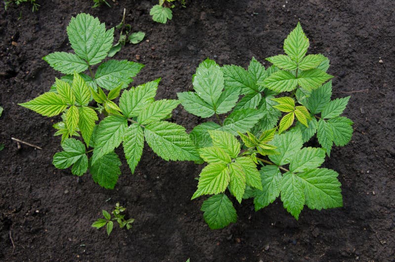 Flowering Raspberry Bushes. View from Above. Background Leaves. Stock ...