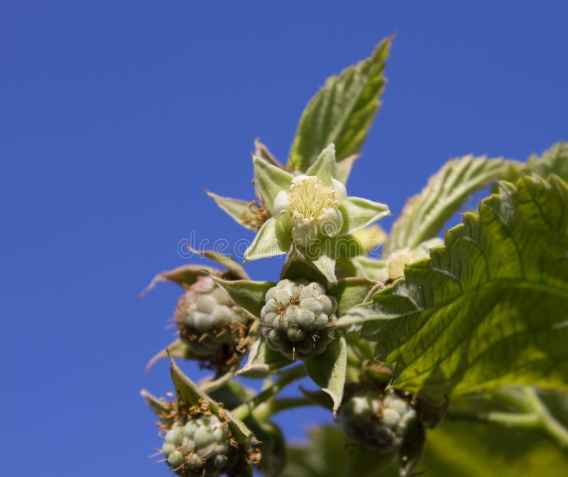 Flowering raspberry stock photo. Image of raspberry, flowering - 44196224