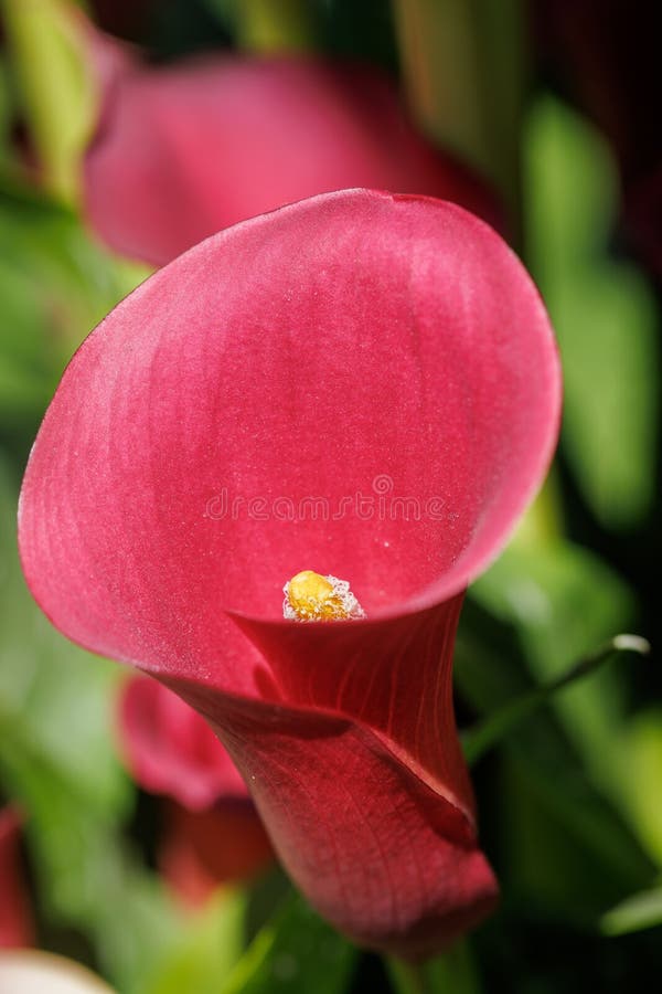Flowering Red Calla Lily, Close-up, Vertical Stock Photo - Image of ...