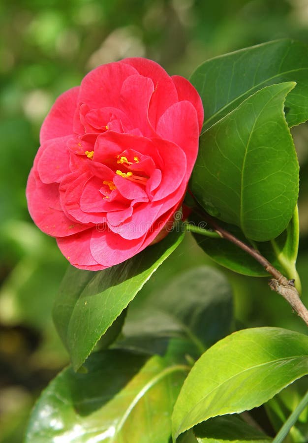 Flowering of a Red Camellia Stock Photo - Image of bloom, plant: 251957874