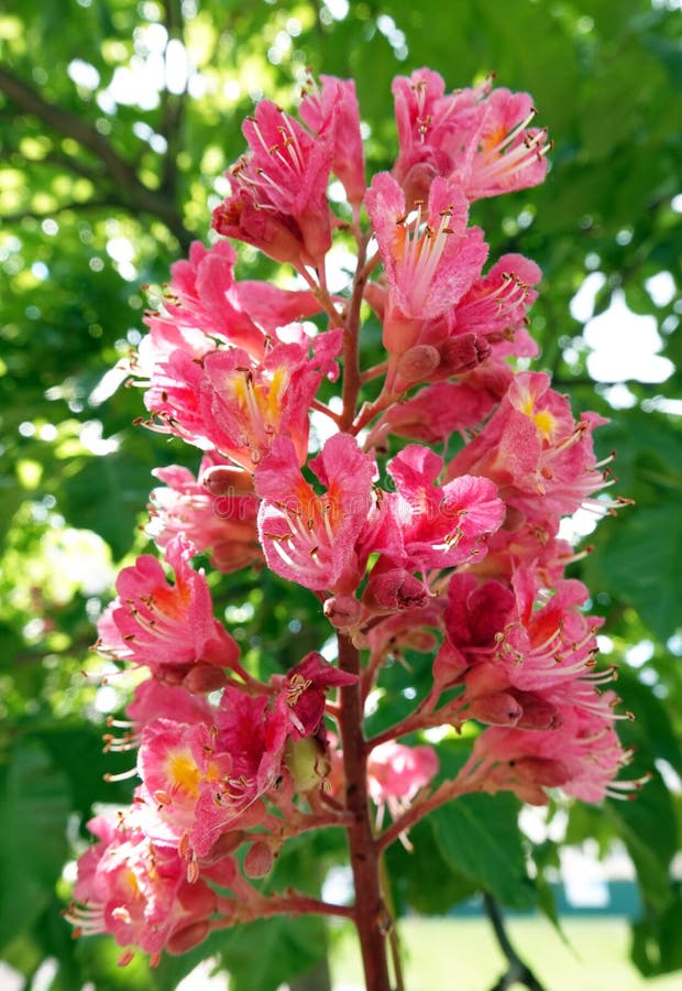 Flowering Red Chestnut Tree Stock Image - Image of flowers, ukraine ...