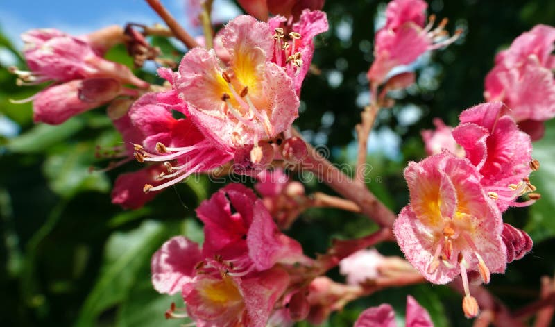 Flowering Red Chestnut Tree Stock Image - Image of rare, buds: 250909523