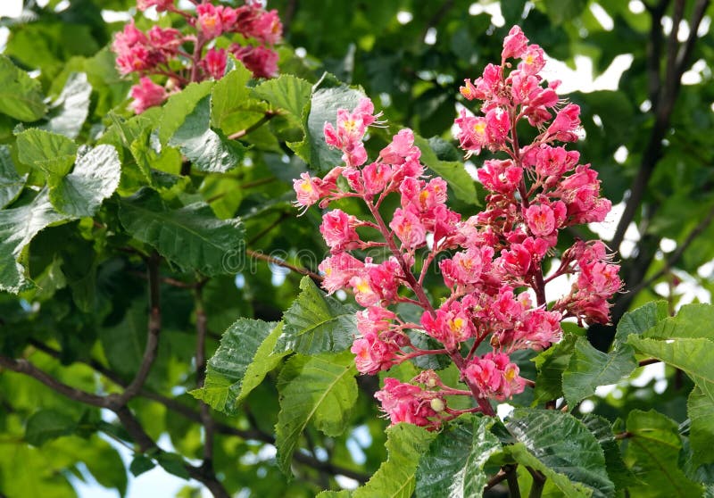Flowering Red Chestnut Tree Stock Image - Image of street, aroma: 250909537