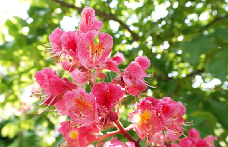 Flowering Red Chestnut Tree Stock Image - Image of russia, buds: 250909587