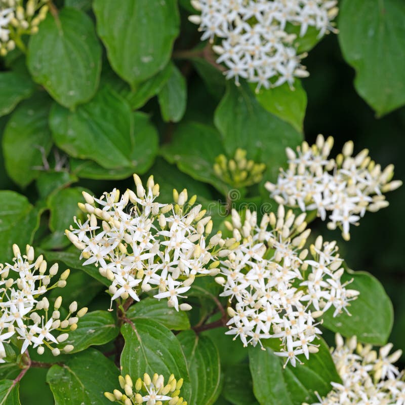Flowering Red Dogwood, Cornus Sanguinea Stock Image - Image of plant ...