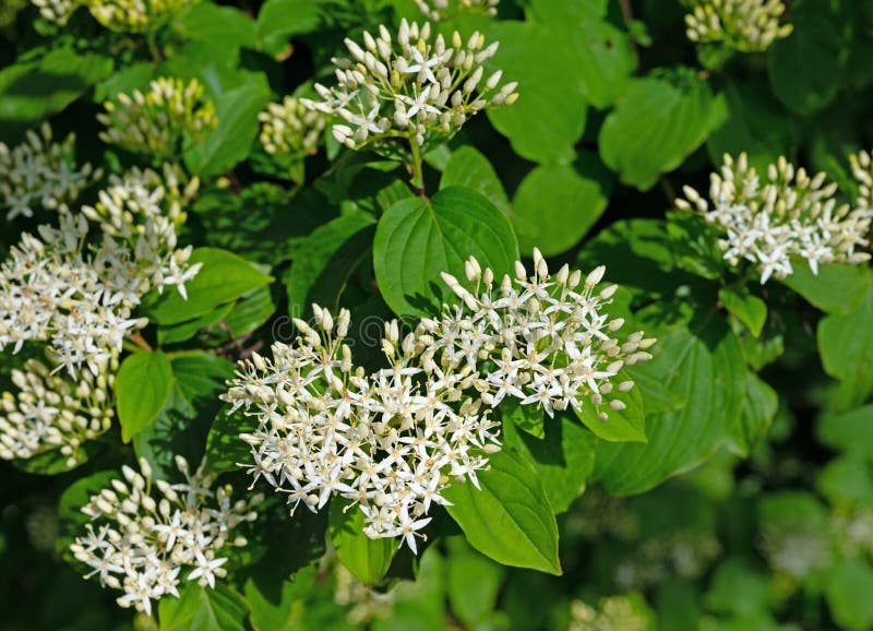 Flowering Red Dogwood, Cornus Sanguinea Stock Photo - Image of botany ...