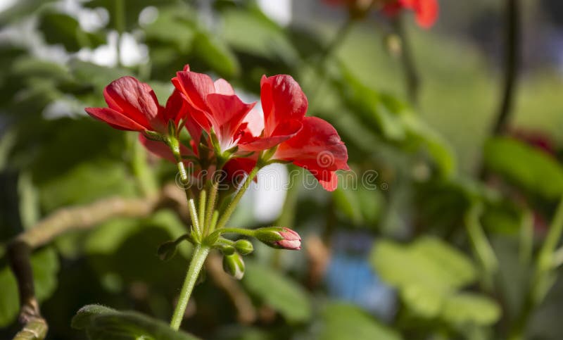 Flowering Red Geranium, House Geranium, in Greenery, Close-up Stock ...