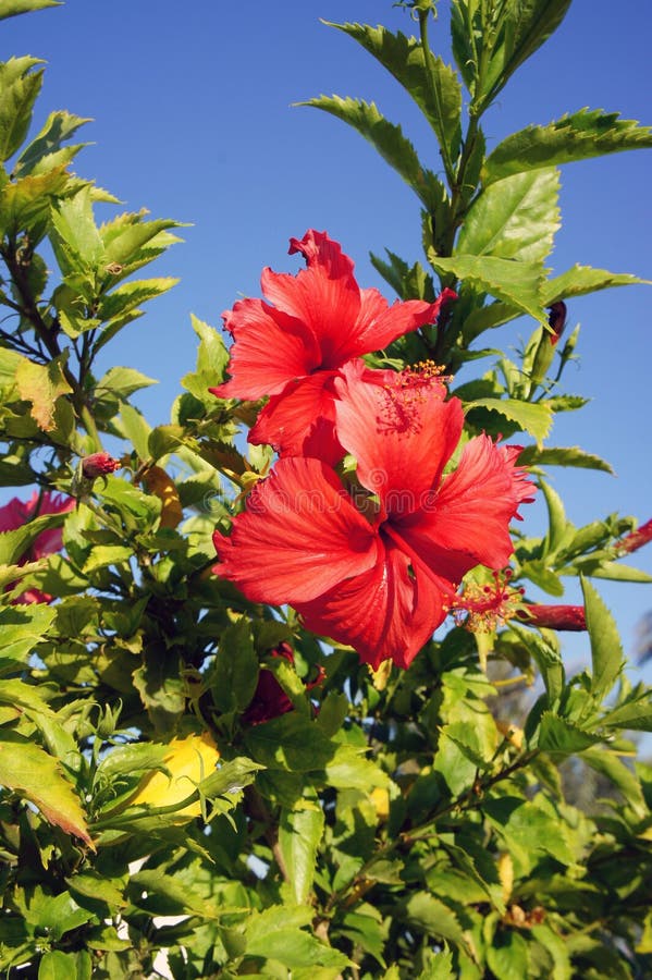 Flowering red hibiscus stock image. Image of color, hibiscus - 94850385