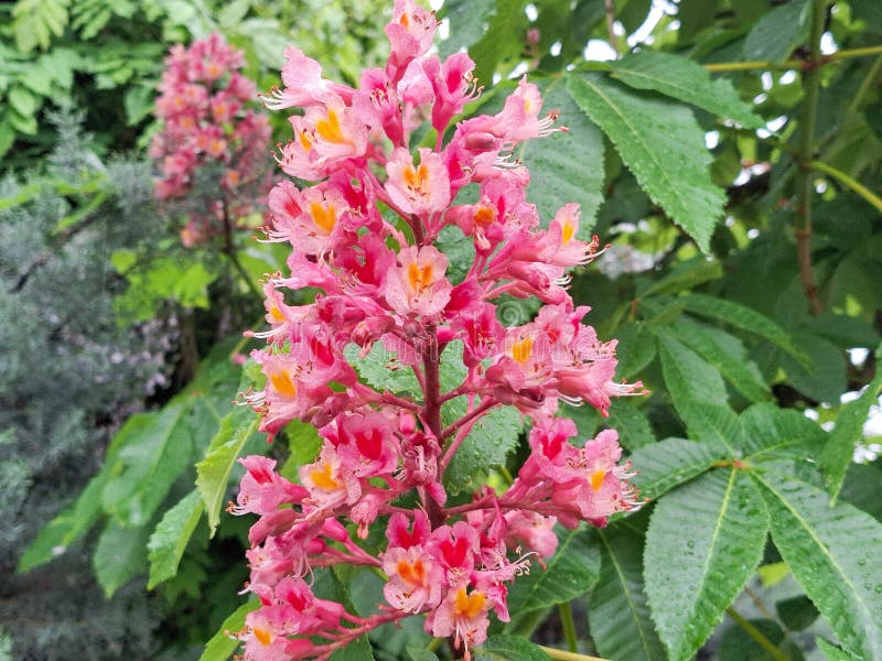 Flowering Red Horse Chestnut Tree. Aesculus Carnea Stock Photo - Image ...
