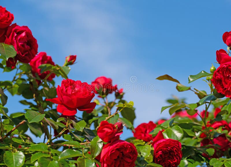 Blooming Red Roses in Front of a Blue Sky Stock Photo - Image of ...