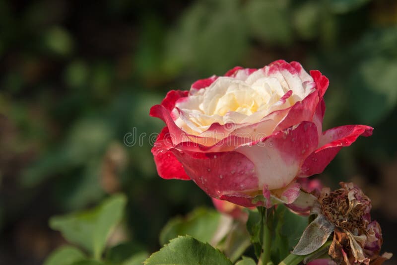 Flowering Red Roses Plant at Spring Garden Stock Photo - Image of ...