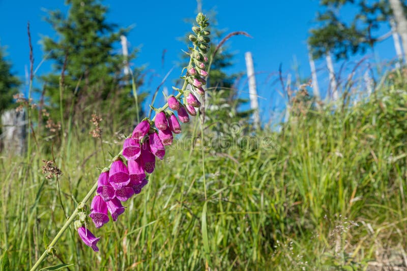 Flowering Red Thimble on the Mountain of Rachel in the Bavarian Forest ...