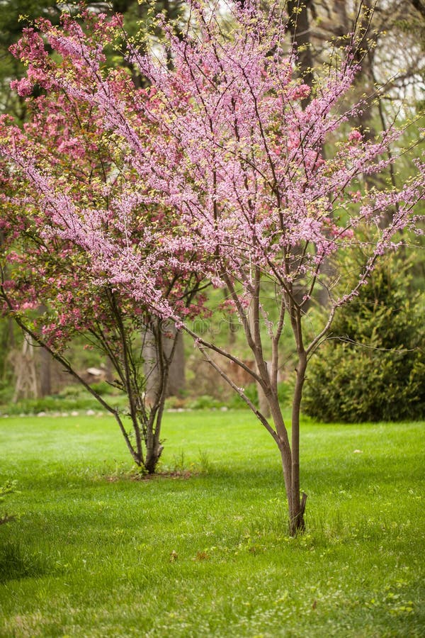 Flowering Redbud and Dogwood Trees Stock Image - Image of outside ...