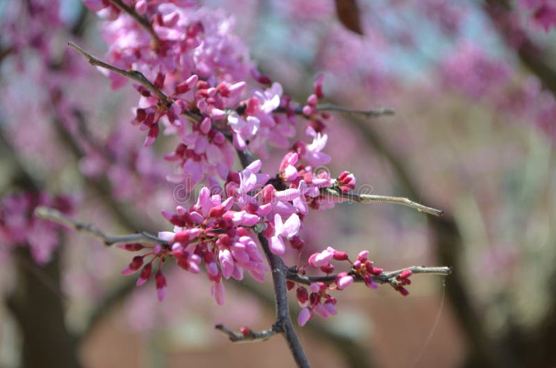 Redbud Tree in the Springtime Stock Image - Image of wildflower, plant ...