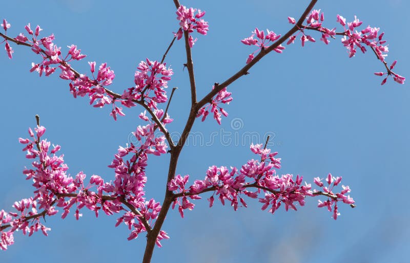 Flowering redbud tree stock image. Image of flowering - 112856323