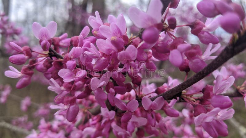 Flowering Redbud Tree stock photo. Image of flowering - 182657974
