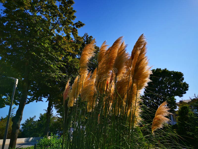 Flowering Reed in the Breeze Stock Image - Image of garden, flower ...