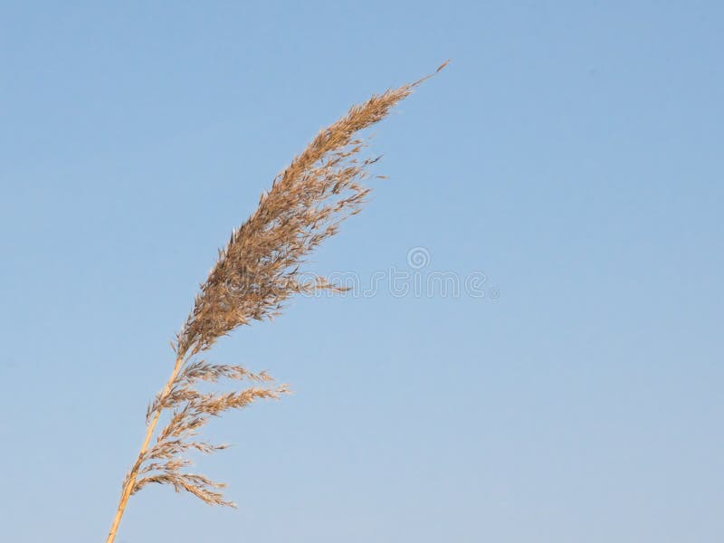 Flowering Reed on a Clear Blue Sky Stock Photo - Image of summertime ...