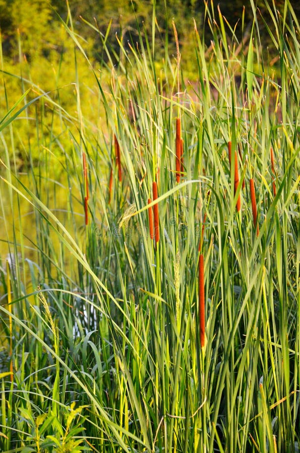 Flowering reeds stock photo. Image of nature, water, vertical - 53580070