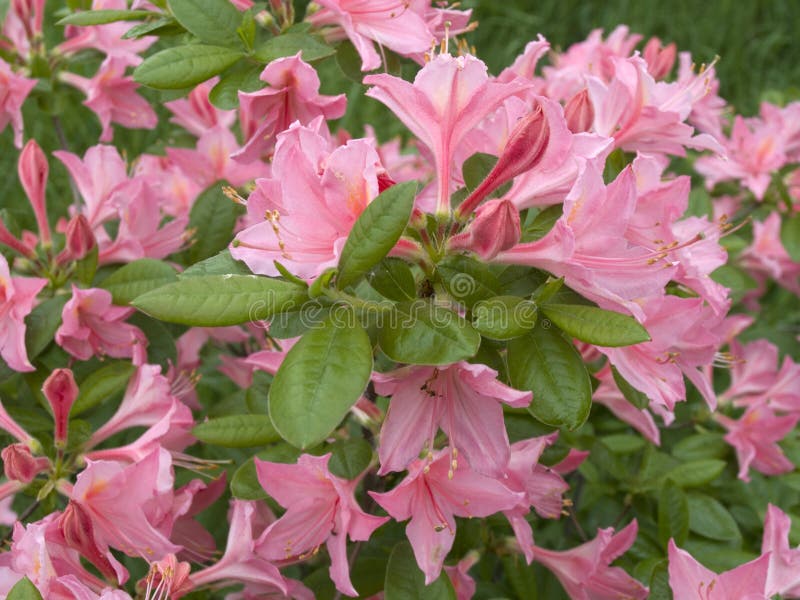 Flowering Rhododendron Shrub Stock Image - Image of luteum, spring ...