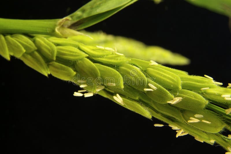Flowering in rice stock photo. Image of spring, fecundity - 26453330