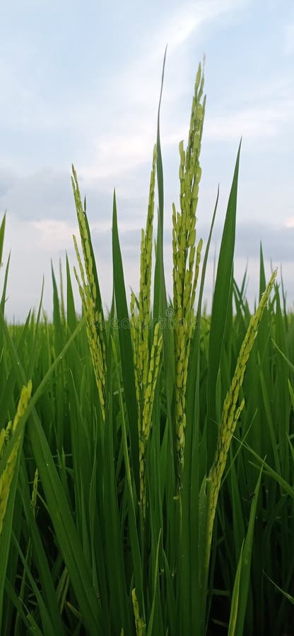 Flowering rice plant stock image. Image of flowering - 277611945