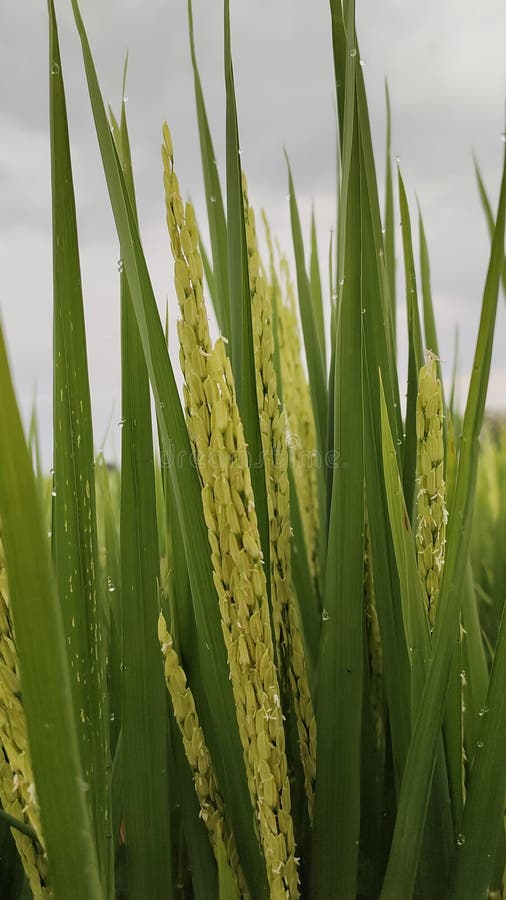432 Rice Plants Flowering Stock Photos - Free & Royalty-Free Stock ...