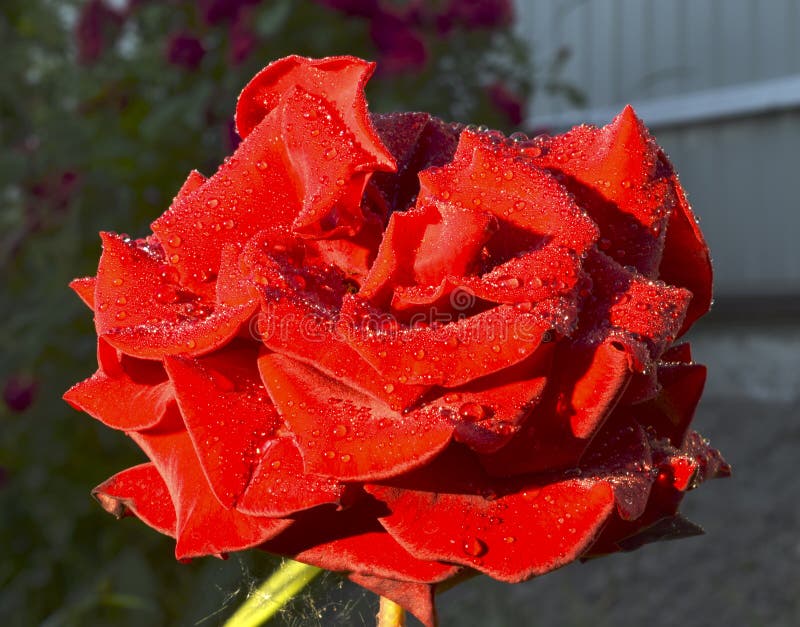 Flowering Rose Black Magic in the Garden Stock Image - Image of ...