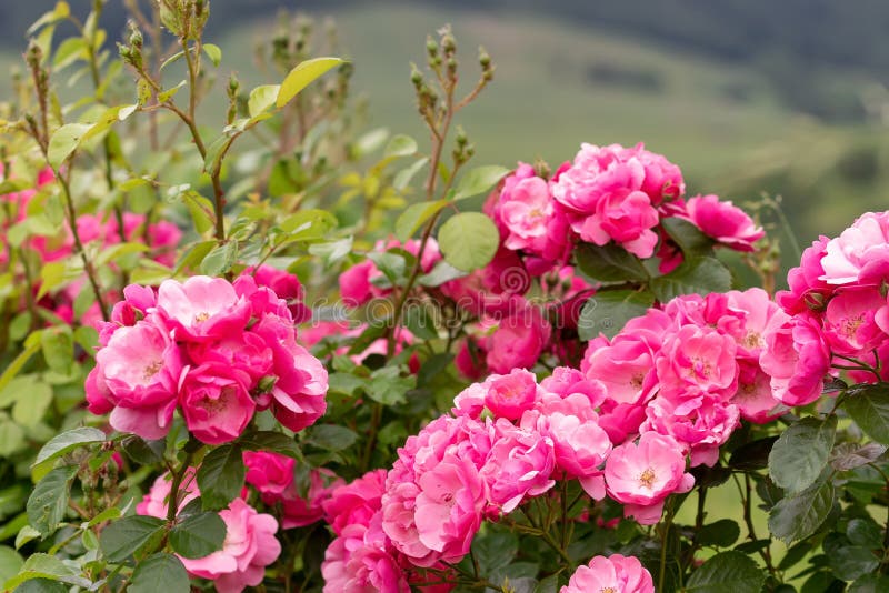Flowering rose bushes. stock image. Image of blossom - 149849733